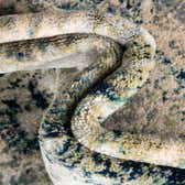 Navy Blue 9' x 12' Ethereal Rug | eSaleRugs